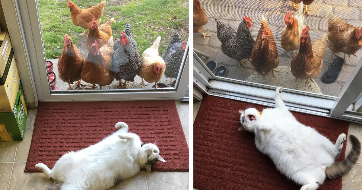 Every day, chickens line up outside door to watch ‘cat show’