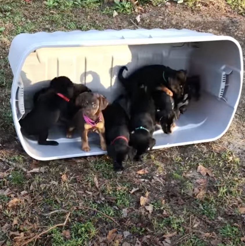 Newborn puppies step out onto grass for very first time