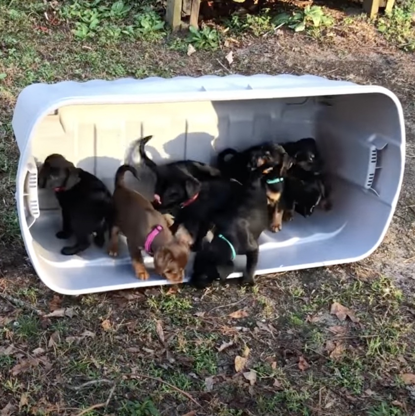 Newborn puppies step out onto grass for very first time