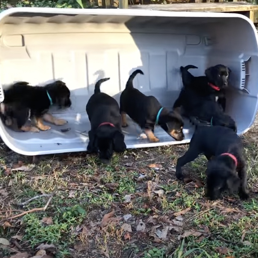 Newborn puppies step out onto grass for very first time