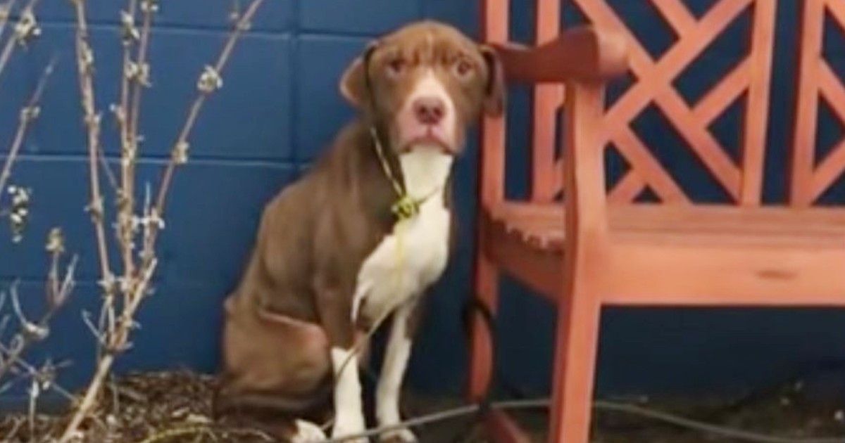 Dog frantically tugs on leash and leads owner behind bushes to pup in need