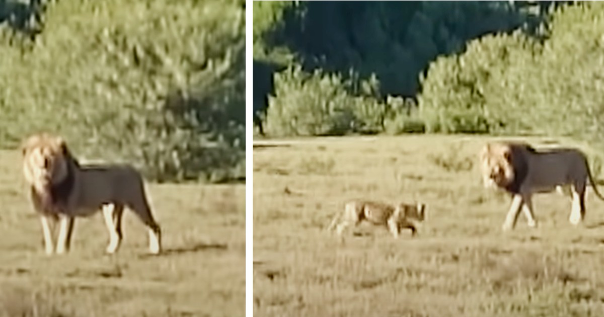 Pride of lions sweetly welcome back their dad