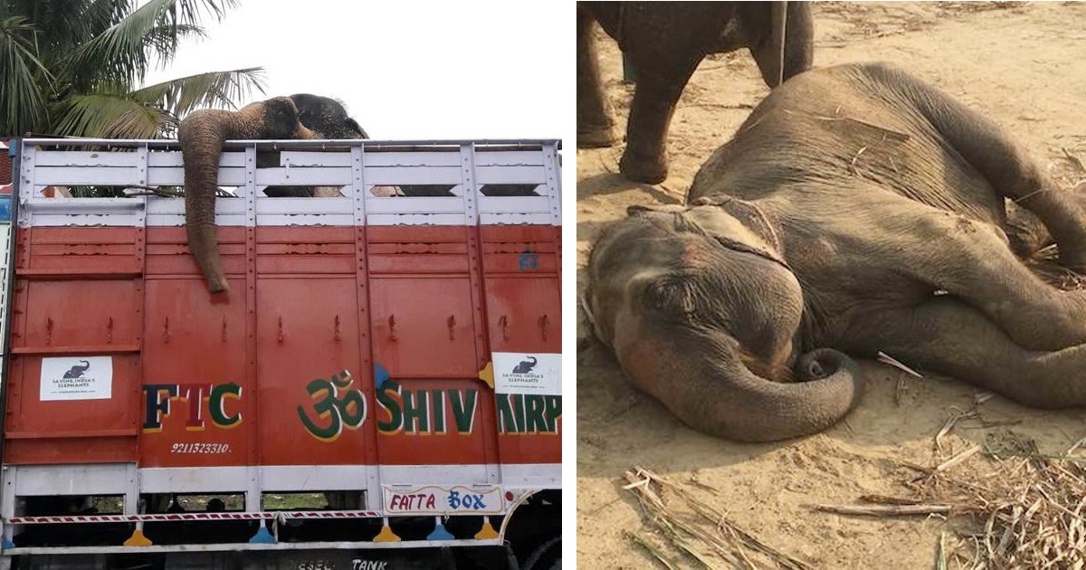 Elephant in circus for 50 long years collapses after being freed