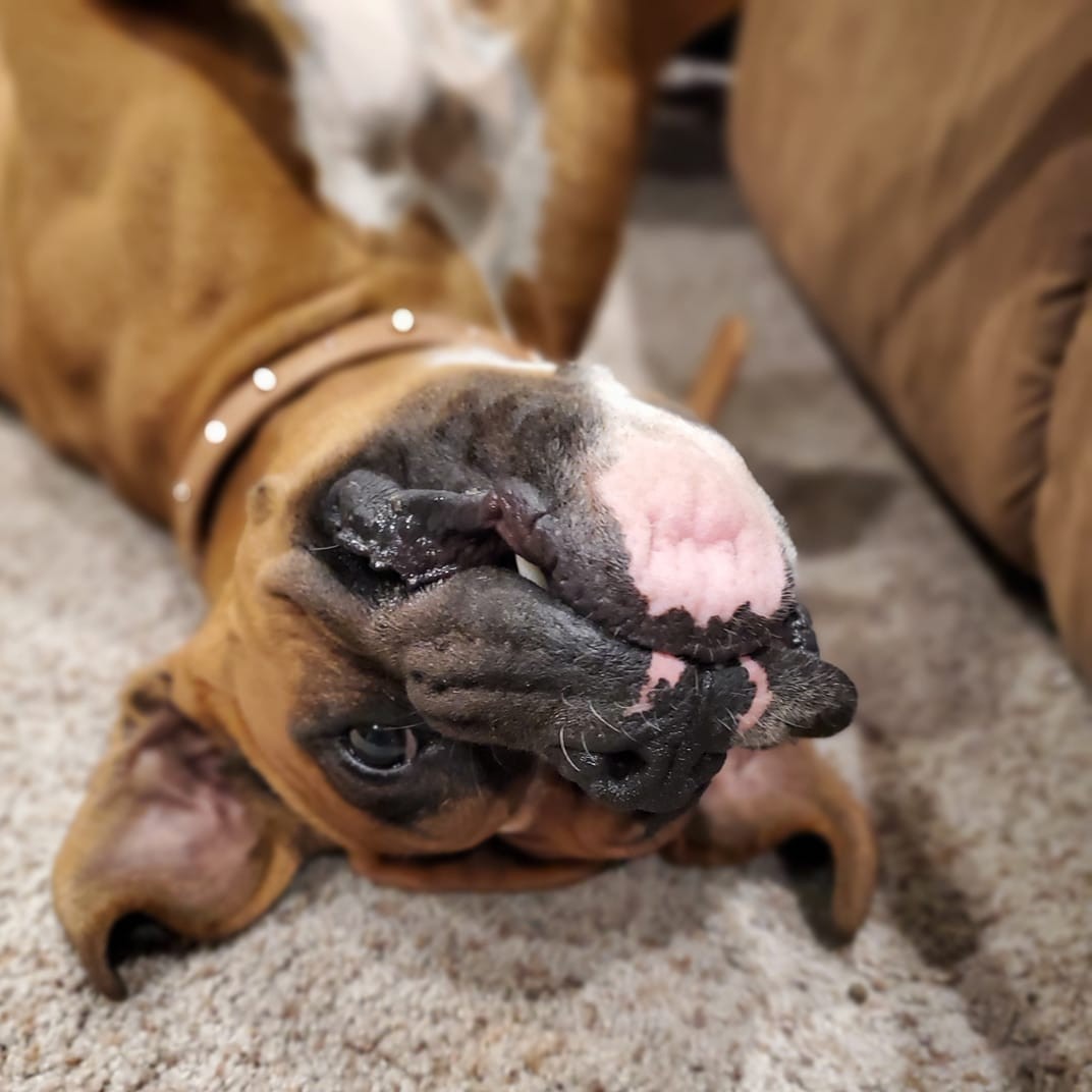 Impatient boxer teaches owner hilarious lesson for making him wait for ...
