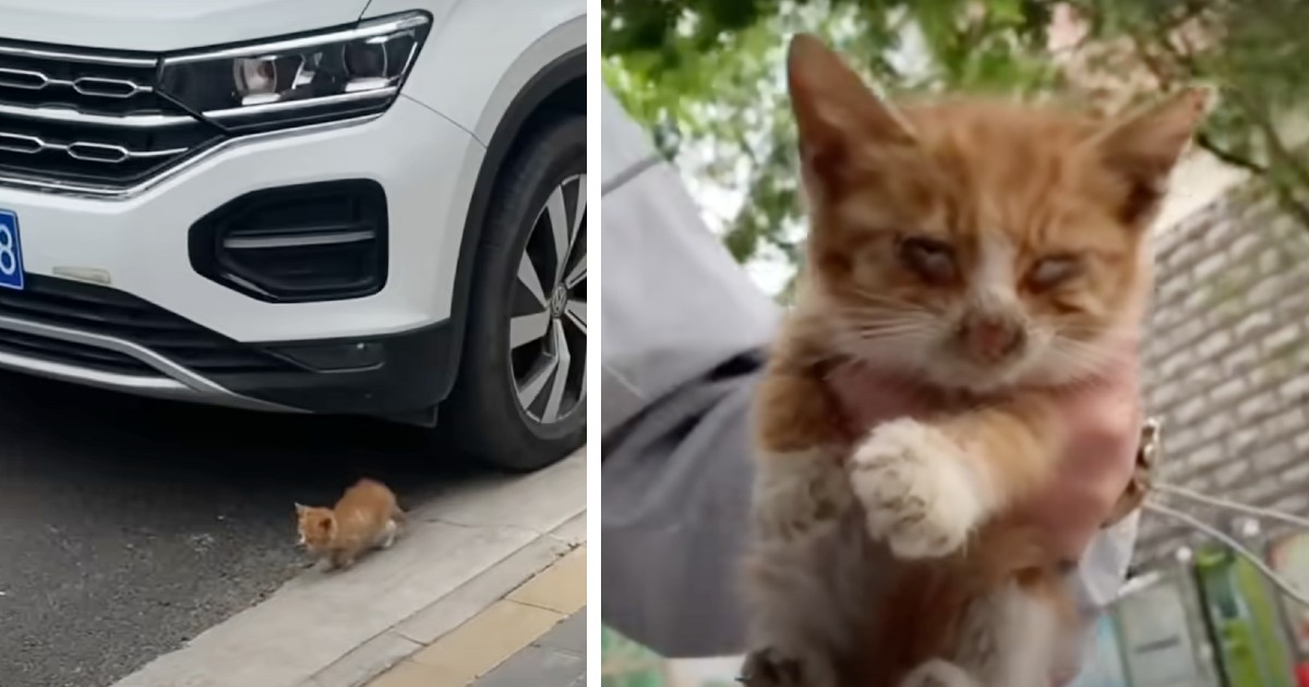 Man helps tiniest sick kitten crawling through parking lot