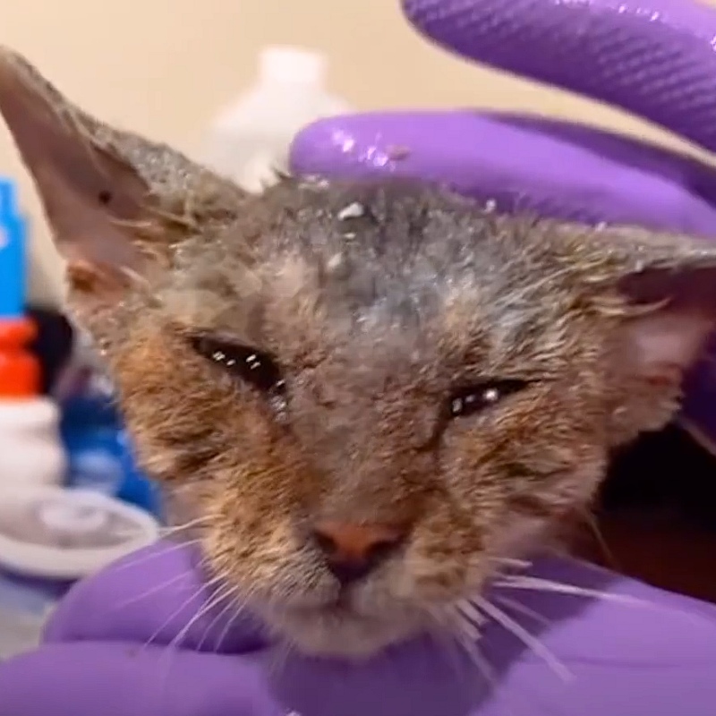 Family finds tiniest animal taped up in box