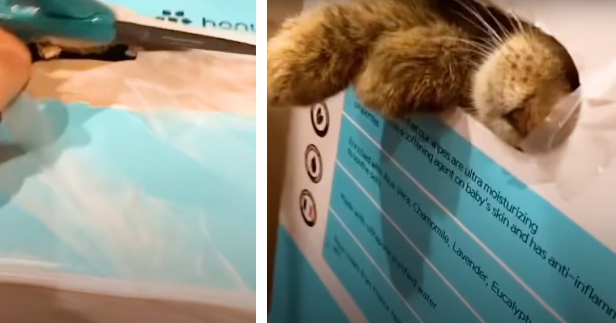 Family finds tiniest animal taped up in box