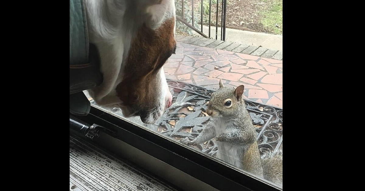 Squirrel knocks on family’s window and then shows them ‘treasure’