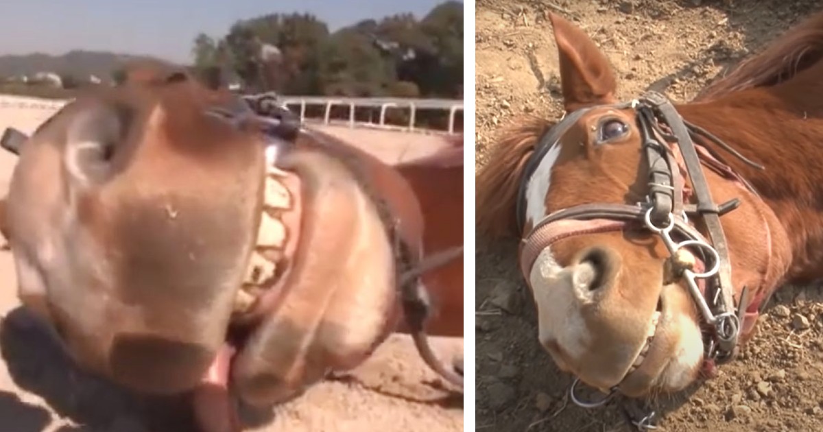 Dramatic horses ‘plays dead’ if someone tries to ride him