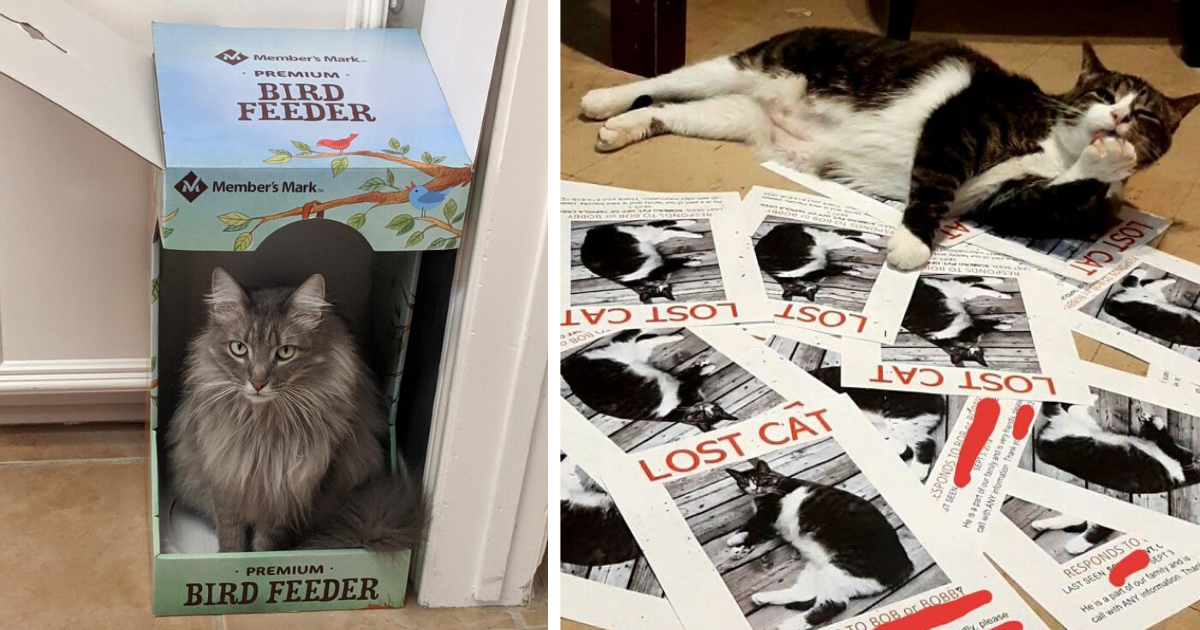 50 hilarious photos of cats to cracking up of laughter