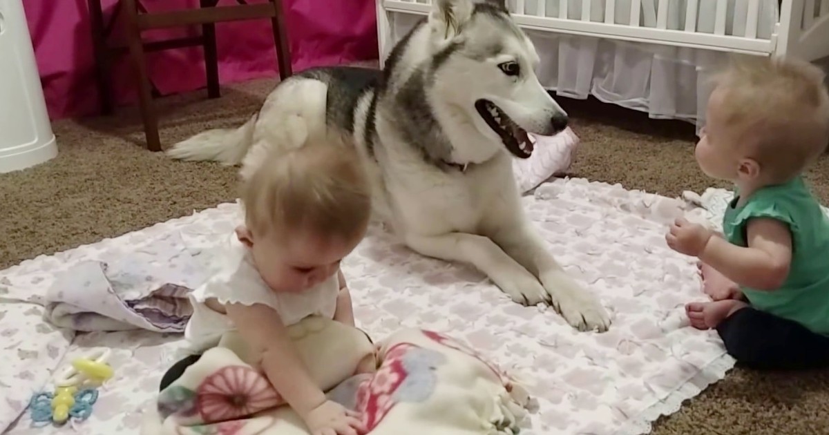 Twins and husky have adorable playtime session
