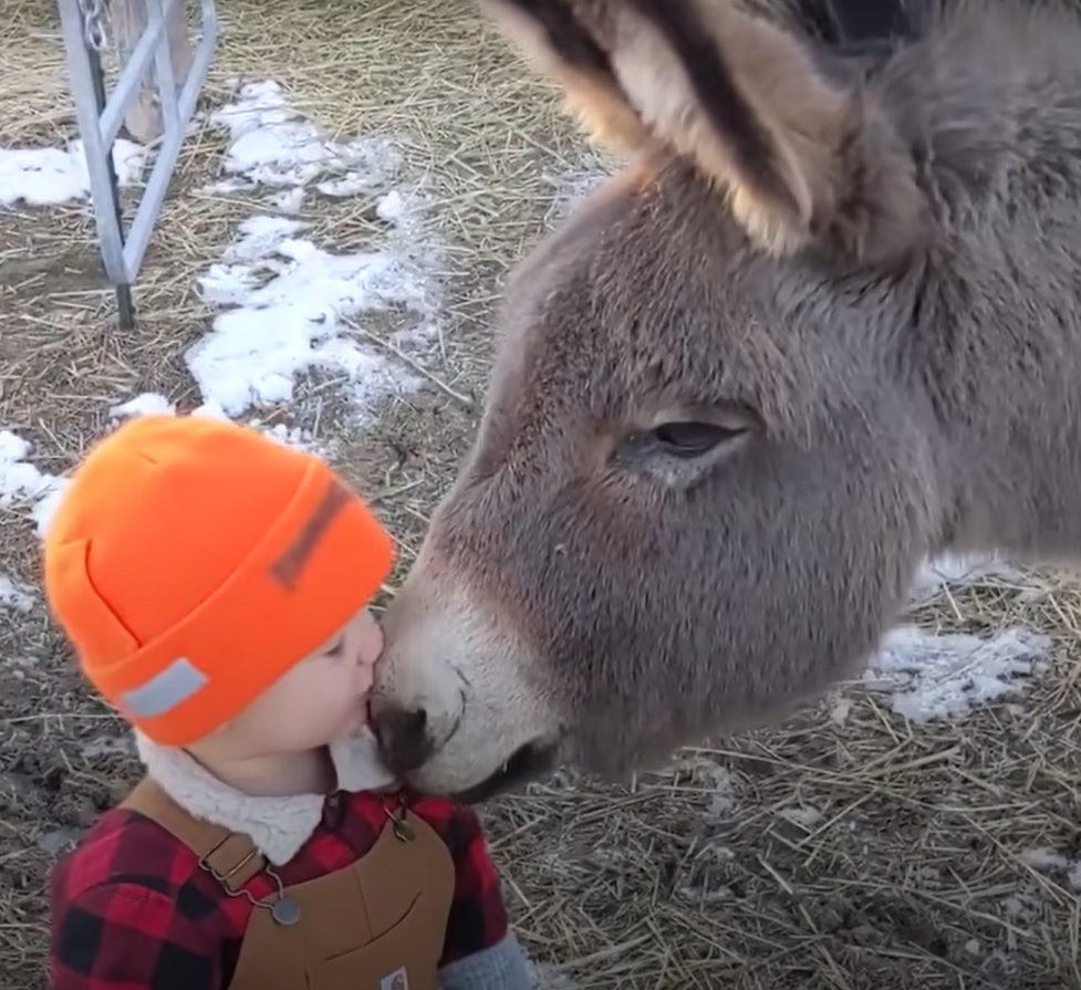 Donkey can’t stop following his new human brother around