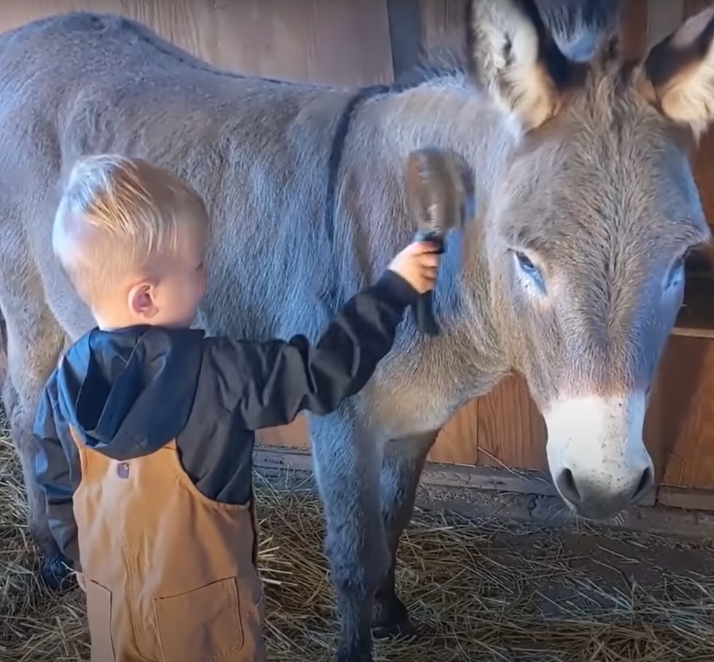 Donkey can’t stop following his new human brother around
