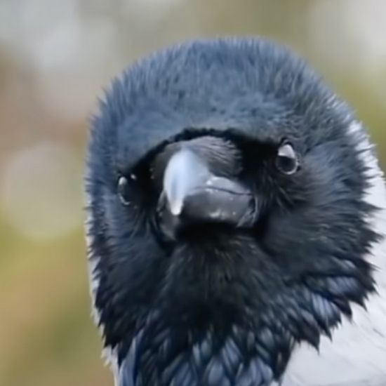 Clever wild crow with love of puzzles visits same woman each day for ...