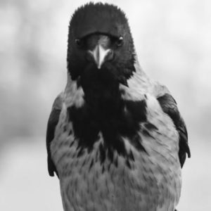 Clever wild crow with love of puzzles visits same woman each day for ...