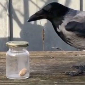 Clever wild crow with love of puzzles visits same woman each day for ...