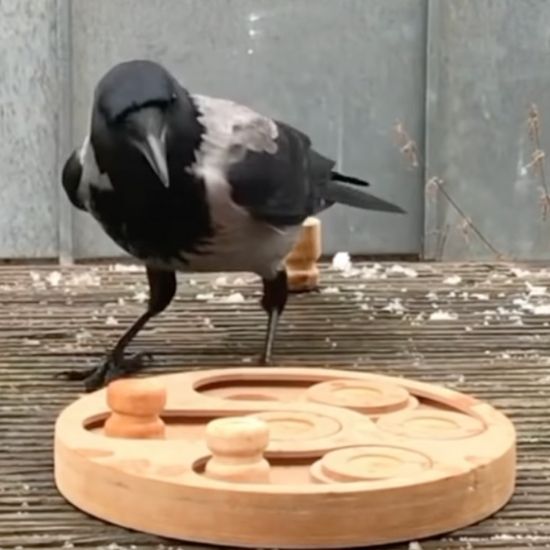 Clever wild crow with love of puzzles visits same woman each day for ...
