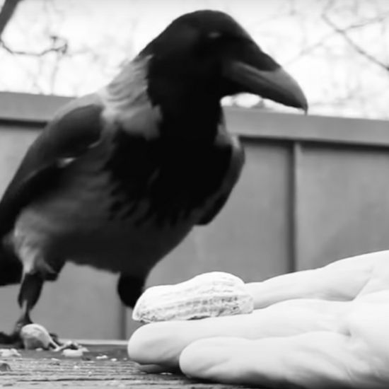 Clever wild crow with love of puzzles visits same woman each day for ...