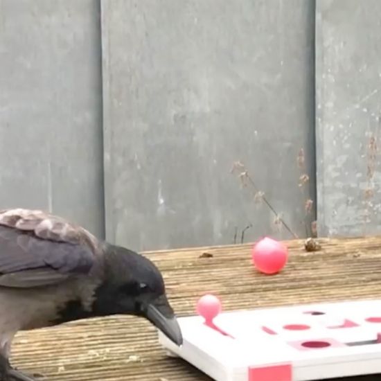 Clever wild crow with love of puzzles visits same woman each day for ...