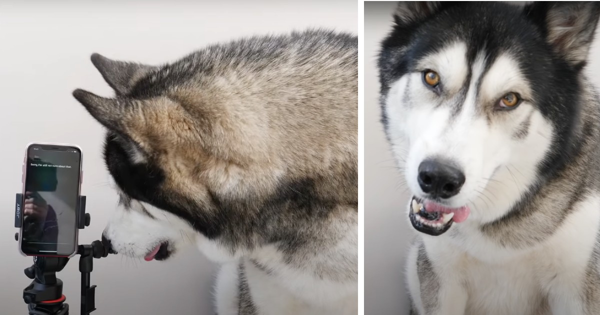 Woman can’t help laughing when Siri understands husky’s ‘hello’