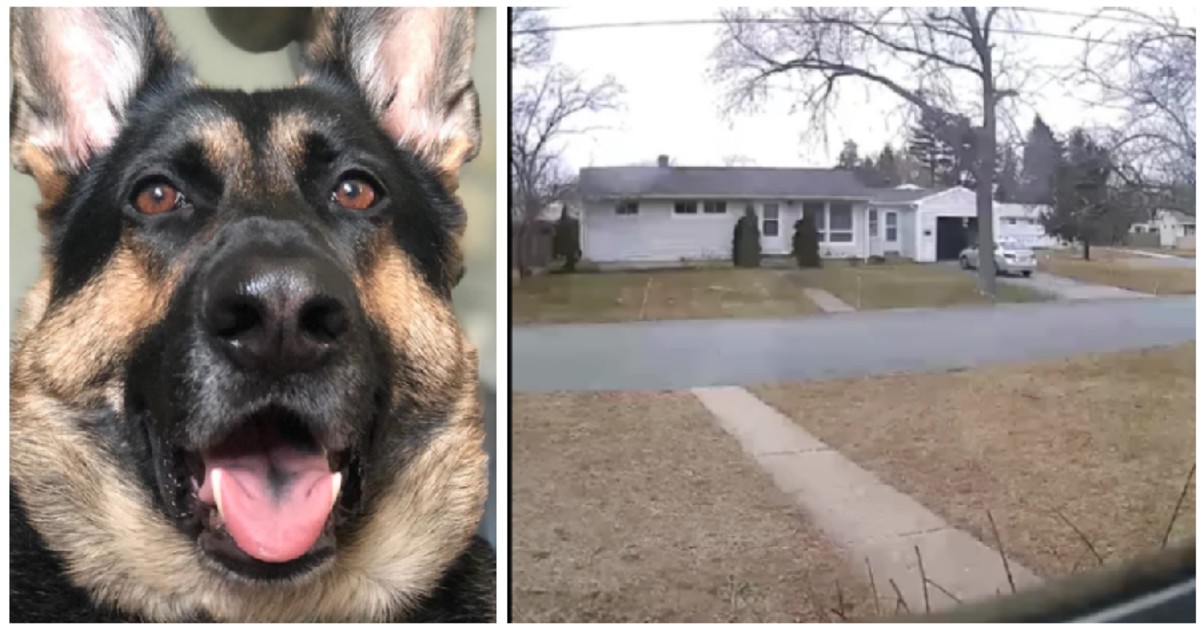 Security camera picks up German Shepherd ‘guard dog’ in action and the ...