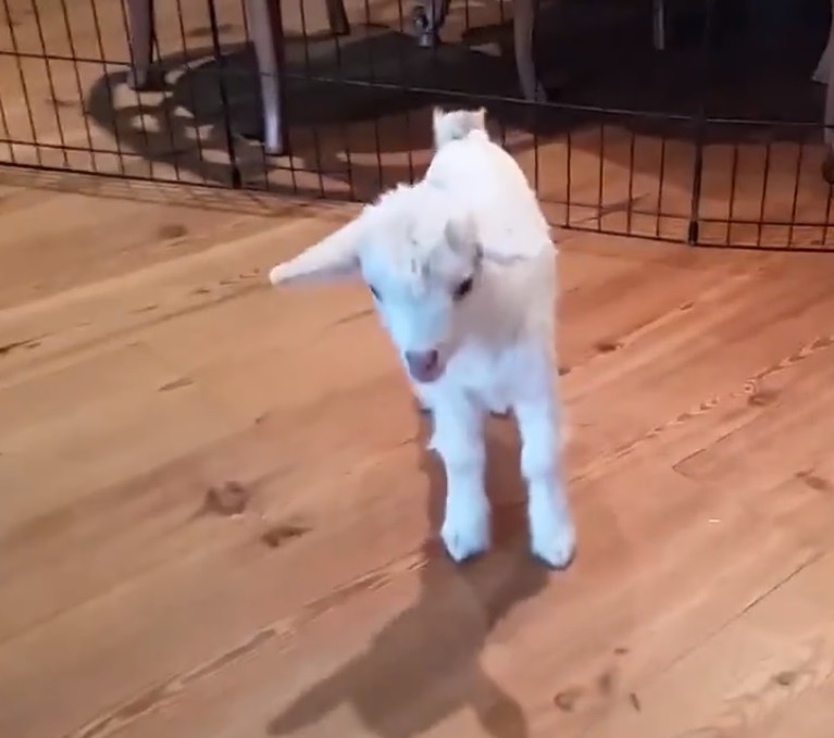 Puppy meets baby goat for first time and ‘loses his mind’
