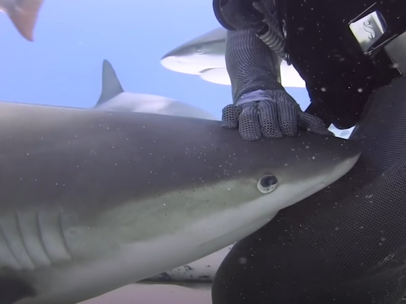 Diver shoves her hand inside shark to save it not expecting the shark ...