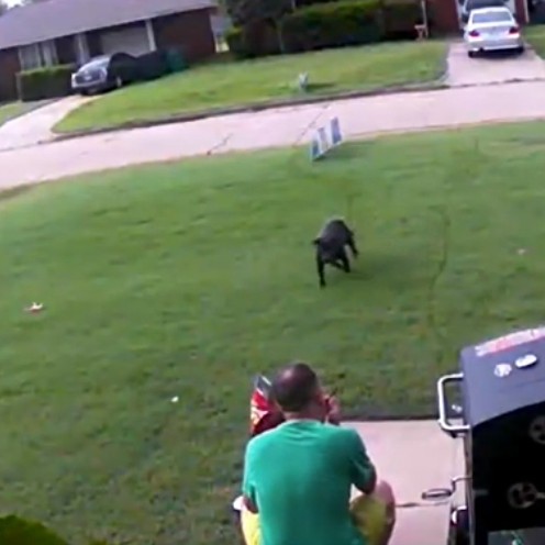 Stray pit bull wanders into man’s yard breaking his heart when he ...