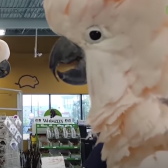Two Cockatoos meet in pet store and have funny conversation