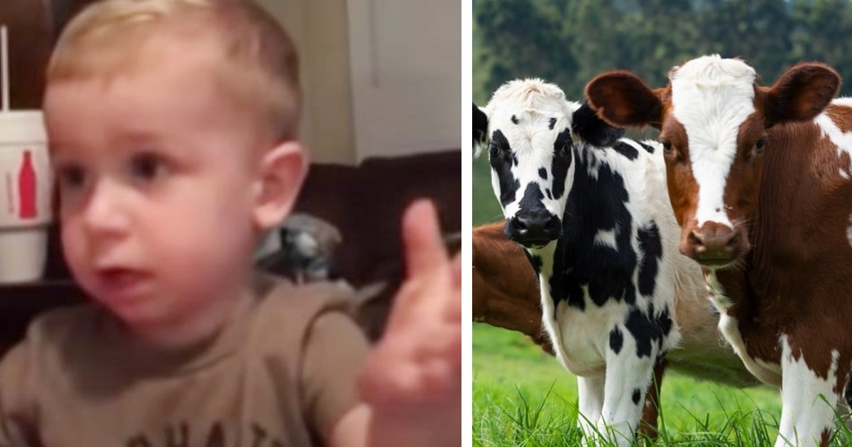 Little boy tells story about cow with adorable southern accent