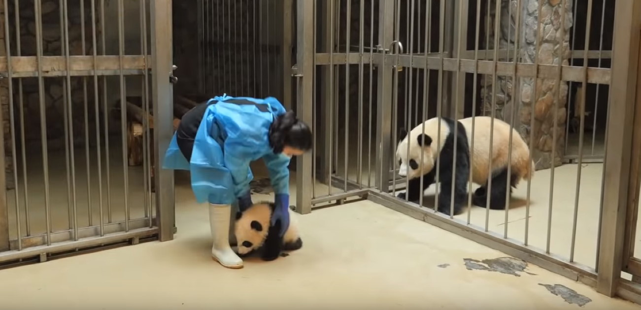La mamá panda actúa como toda “mamá” cuando su bebé regresa a la jaula