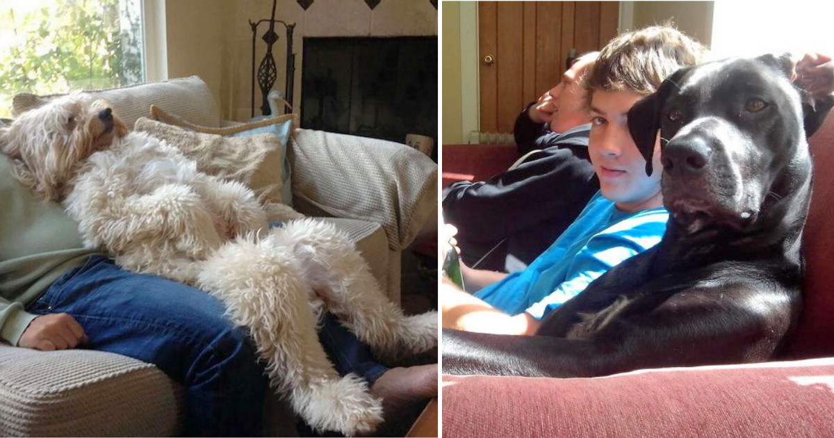 60+ Hilarious Pets acting like humans