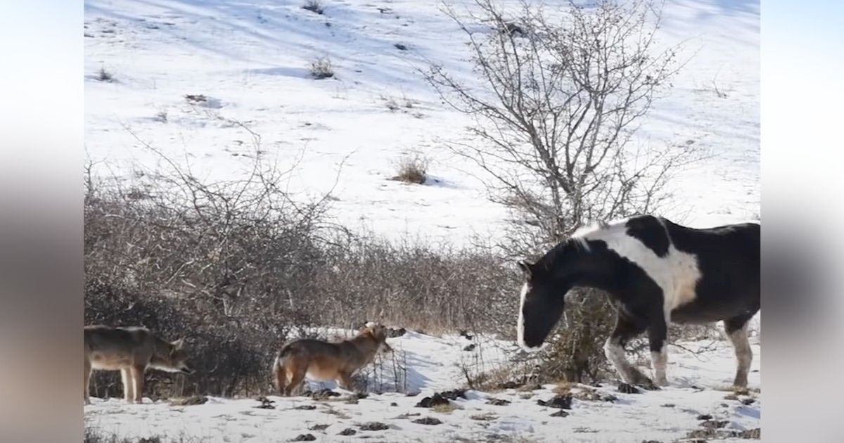 Horse surrounded by wolves uses odd ‘self defense’ strategy to keep ...