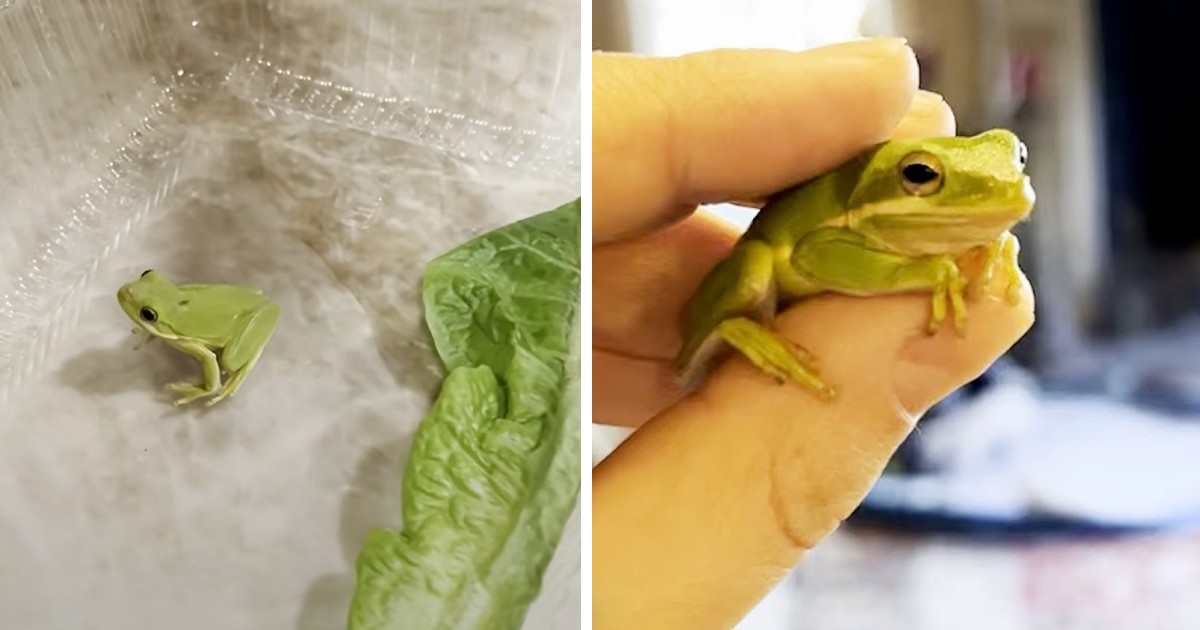 Man opens up his salad and finds tiniest frog living inside