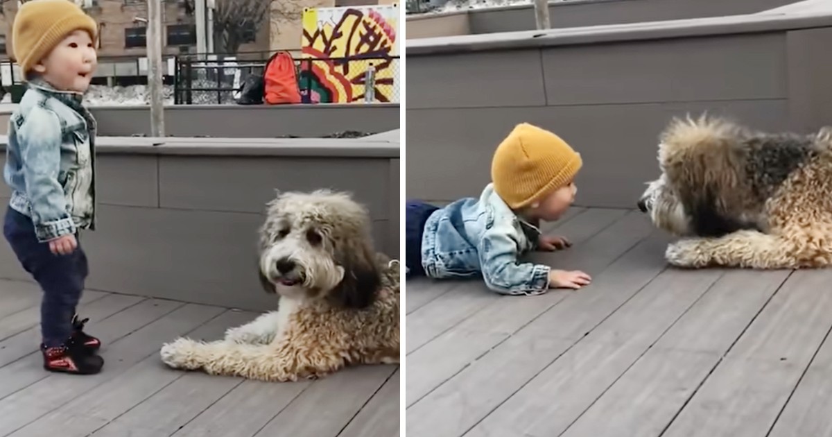 Adorable toddler meets his first-ever dog