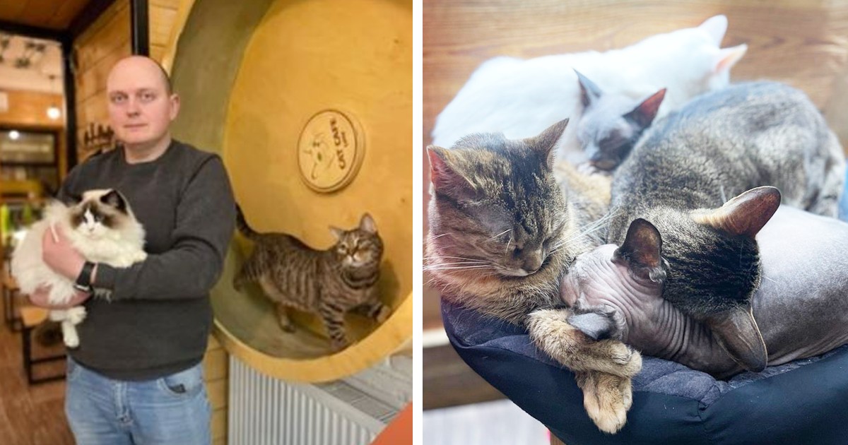 Ukrainian cat cafe stays open to care for and protect their 20 residents