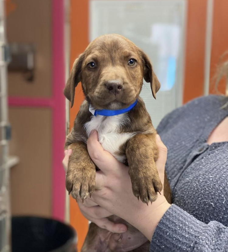 Veteran scales down 100 foot ravine to save puppy in need