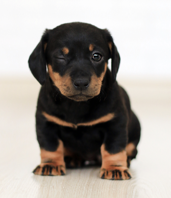 Veteran scales down 100 foot ravine to save puppy in need