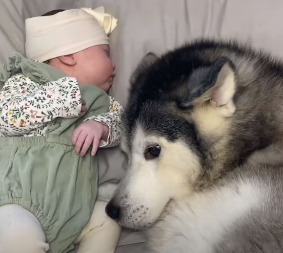 Husky melts hearts calming down newborn baby