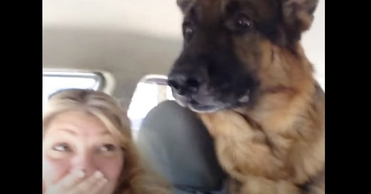 Hilarious reaction of German Shepherd realizing he’ll go to the vet ...