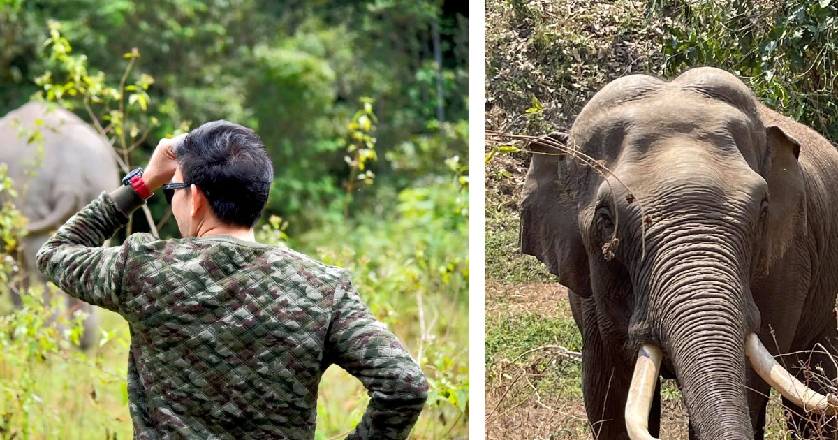Wild elephant recognizes vet who saved life 12 years before