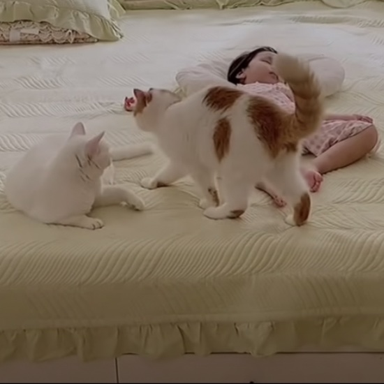 Cats see their little girl napping on bed and give cuddles