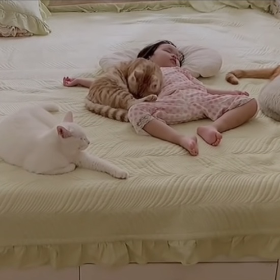 Cats see their little girl napping on bed and give cuddles