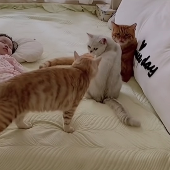 Cats see their little girl napping on bed and give cuddles
