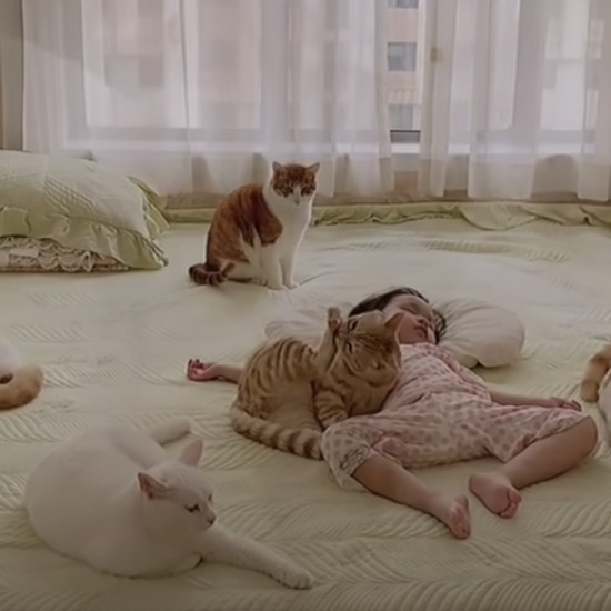 Cats see their little girl napping on bed and give cuddles