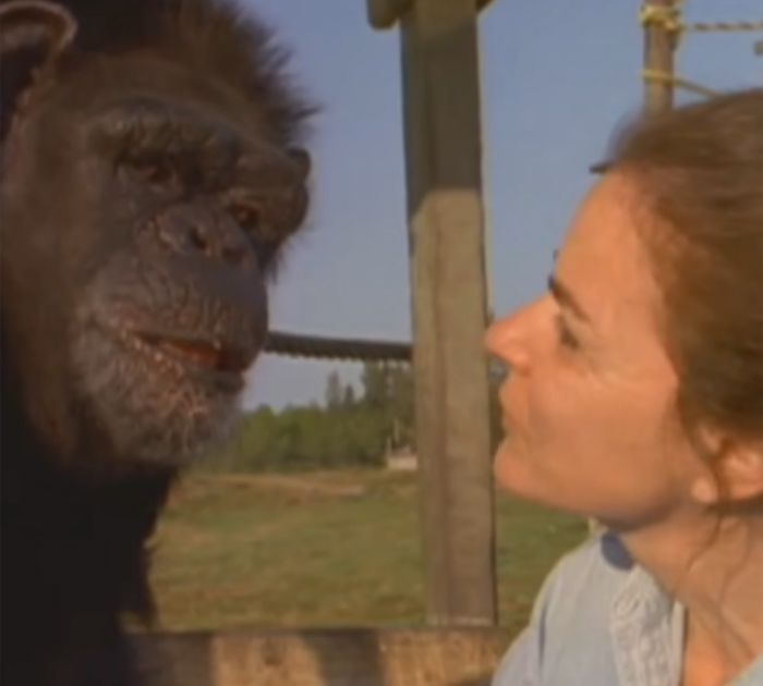 Woman gets emotional after reuniting with chimpanzees she rescued over ...