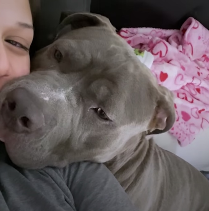 Pittie melts hearts calming down crying baby sister