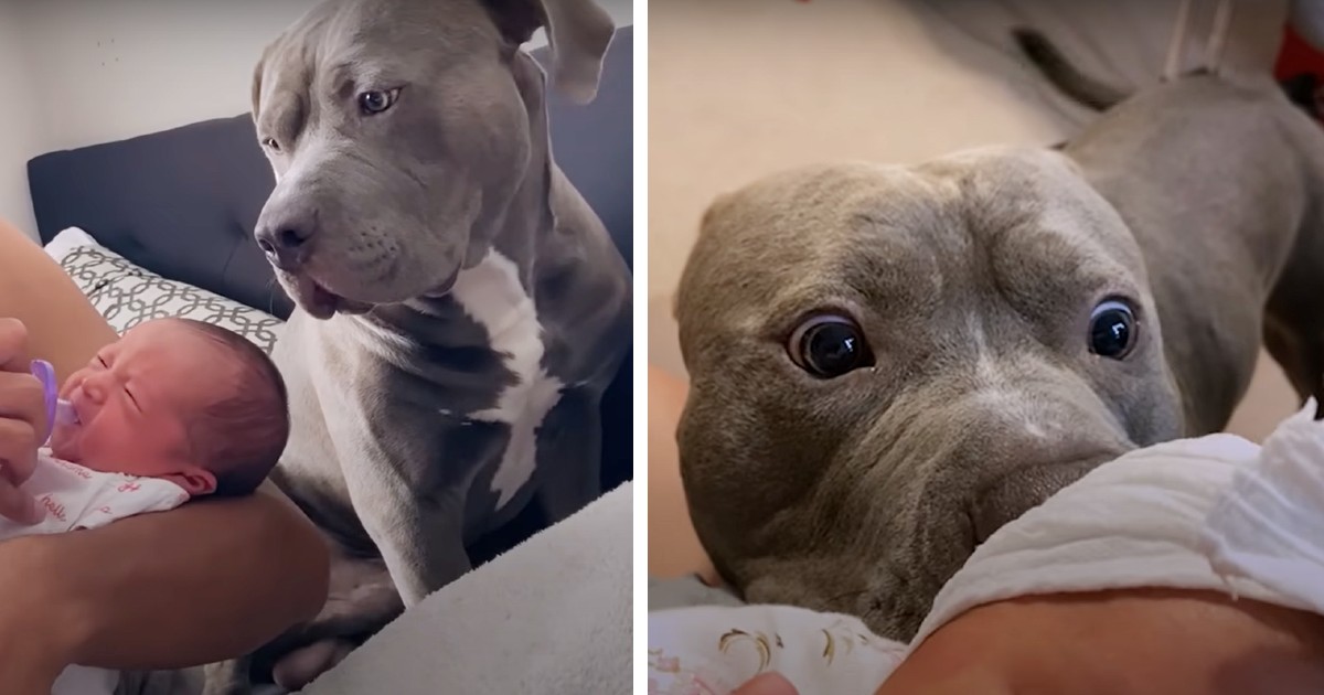 Pittie melts hearts calming down crying baby sister