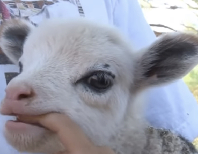 Male goat escaped pen to mate with sheep and made the most adorable ...