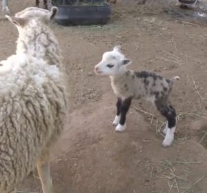 Male goat escaped pen to mate with sheep and made the most adorable ...